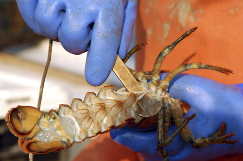 Hoe kan men bij kreeften een mannetje van een vrouwtje onderscheiden ...