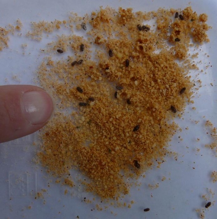 Welke beestjes zitten in ons meel? - Ik heb een vraag (2025)