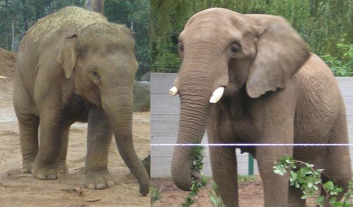 Hoeveel soorten olifanten zijn er? - Ik heb een vraag (2025)