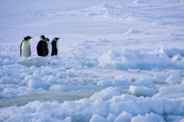 Welke soorten pinguïns leven er op de zuidpool? - Ik heb een vraag (2025)
