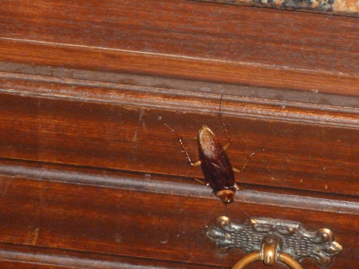 Wat voor kever is deze grote (4,5 cm), bruine kever? - Ik heb een vraag ...