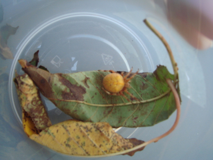 Wat is deze gele sping die m'n dochter Smiley-spin noemt? - Ik heb een ...