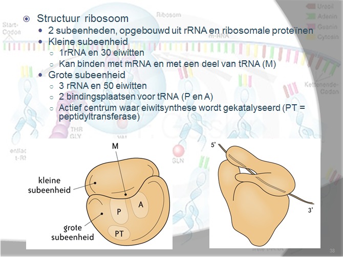Plassering Av Ribosomer Ribosome Induced RNA Conformational Changes In