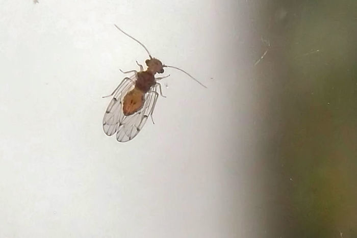 Welke vlieg is dit? - Ik heb een vraag (2025)