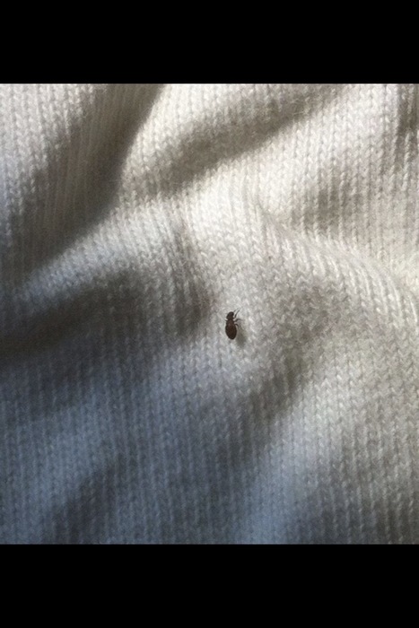 welk insect is dit? - Ik heb een vraag (2025)
