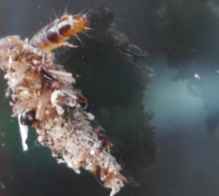 Wat is dit voor een raar vormloos beest? - Ik heb een vraag (2025)