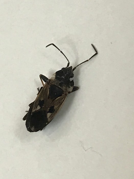 Welk soort kever/wants/insect is dit? - Ik heb een vraag (2026)
