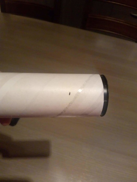 Welk zwart kruipend springend insect is dit? - Ik heb een vraag (2026)