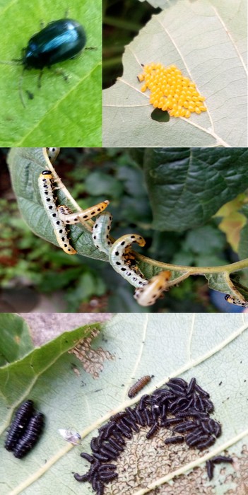 Welke insecten zijn dit en hoe kan ik ze weren? - Ik heb een vraag (2025)