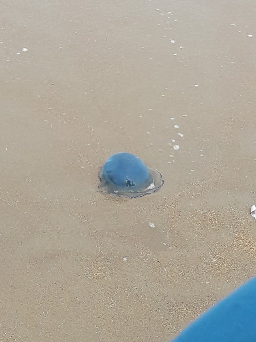 Welke kwal is dit? En is ze gevaarlijk? - Ik heb een vraag (2025)