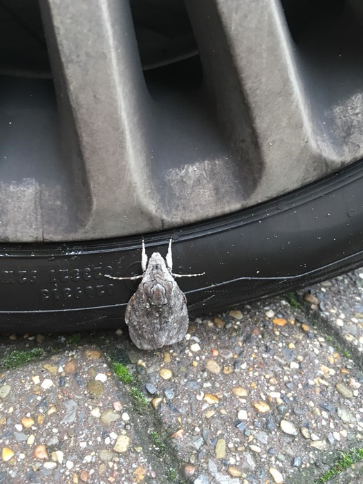Welk dier is dit? (Het is een erg groot insect) - Ik heb een vraag (2026)