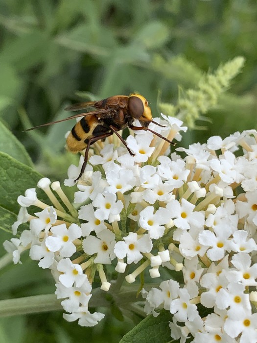 Welke grote wesp heeft deze grote bruine ogen? - Ik heb een vraag (2025)