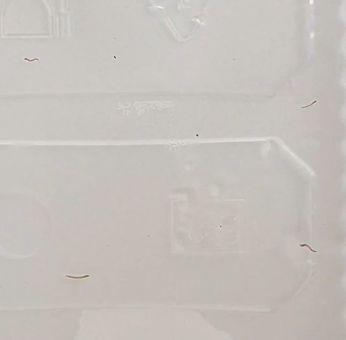 Welke wormpjes zijn dit in onze zwemvijver? - Ik heb een vraag (2025)