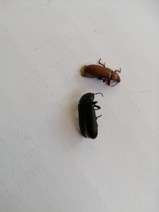 Kevers in huis. We wonen in een oud huis en hadden in het verleden last ...