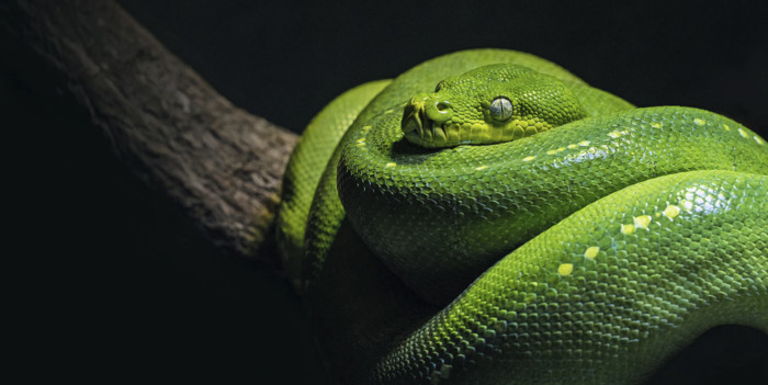 Doet een slang kaka? - Ik heb een vraag (2025)