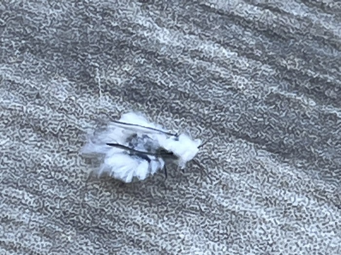 Welk insect is zo wit en pluizig als dit beestje? - Ik heb een vraag (2025)