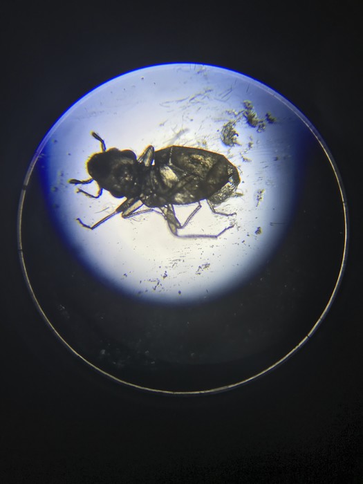 stofluis - Ik heb een vraag (2026)