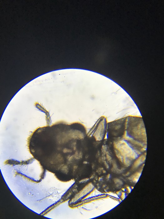 stofluis - Ik heb een vraag (2025)