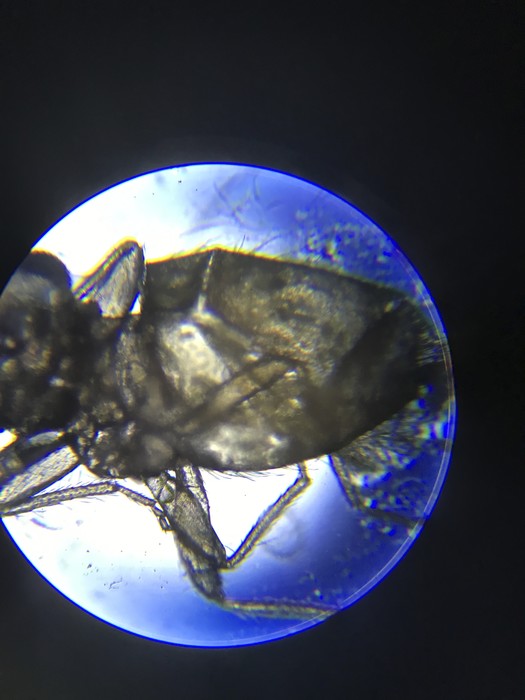 stofluis - Ik heb een vraag (2026)