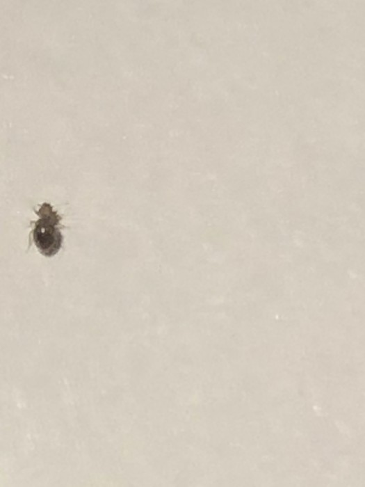 Is dit een stofluis of een bedwants? - Ik heb een vraag (2024)