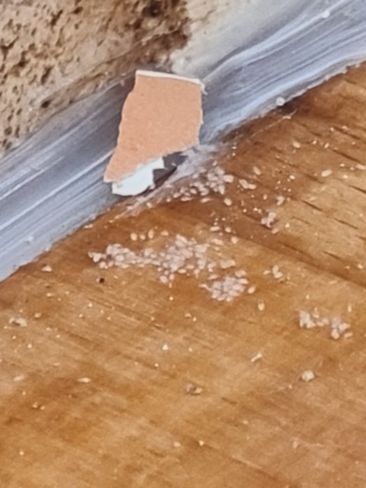 Hoe krijgen we insecten weg? - Ik heb een vraag (2024)