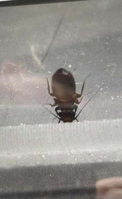 Is dit een stofluis? - Ik heb een vraag (2025)