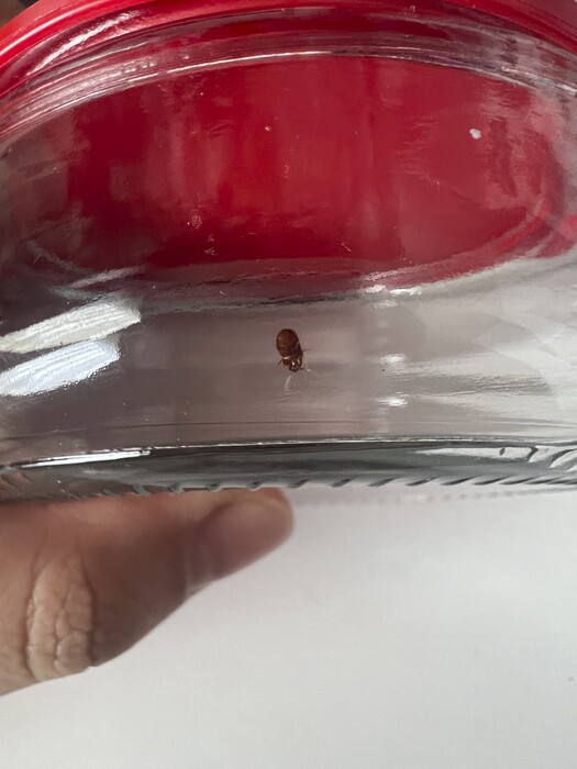 Wat voor insect is dit? - Ik heb een vraag (2026)