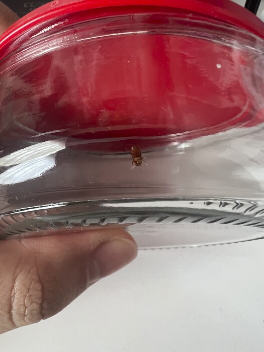 Wat voor insect is dit? - Ik heb een vraag (2026)